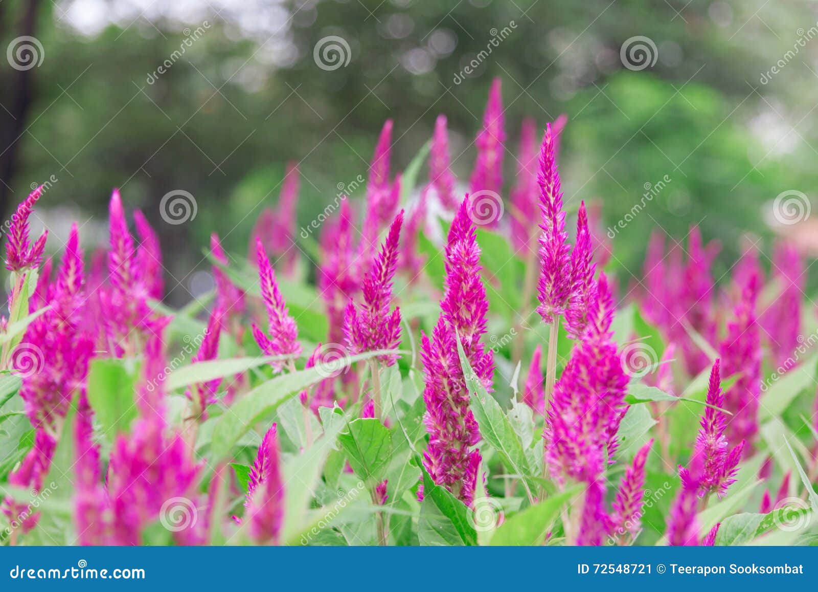 Pink Cockscomb flower stock image. Image of season, celosia - 72548721