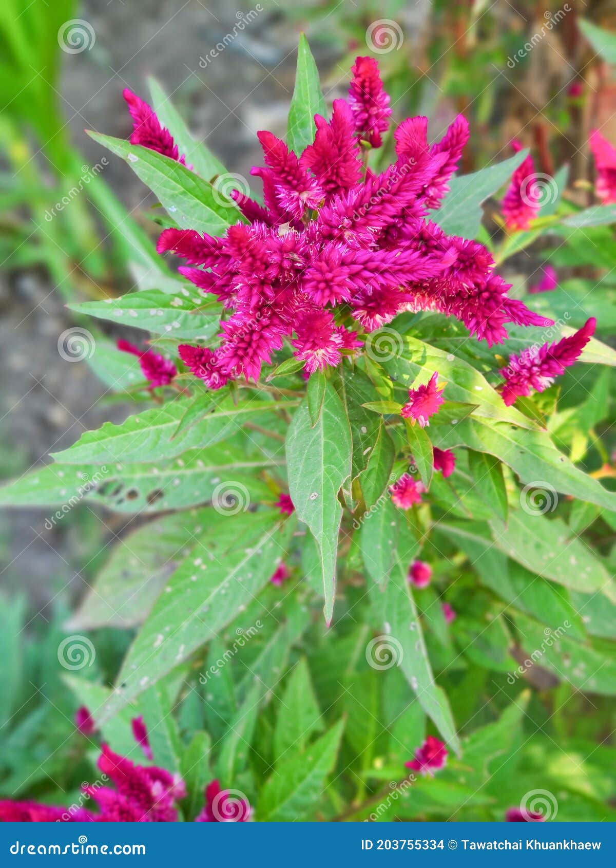 Pink Cockscomb Flower in the Front Garden Stock Photo - Image of bright ...
