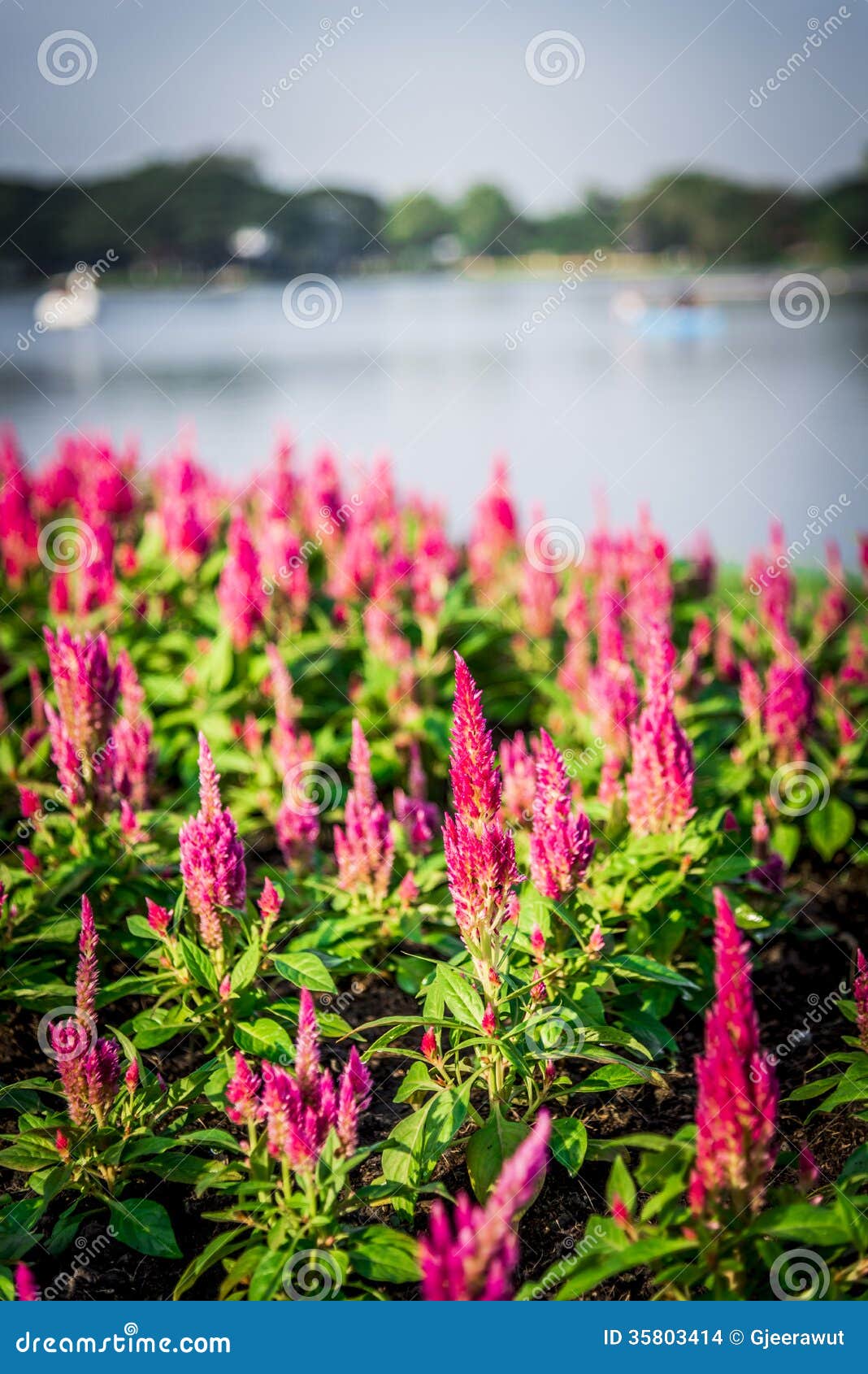 Pink Cockscomb Flower in the Garden4 Stock Photo - Image of freshness ...