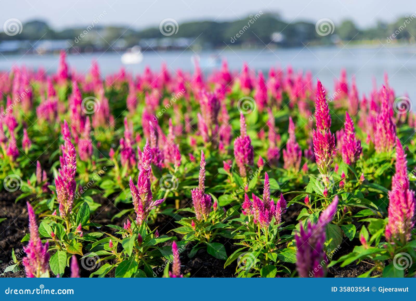 Pink Cockscomb Flower in the Garden3 Stock Photo - Image of cockscomb ...