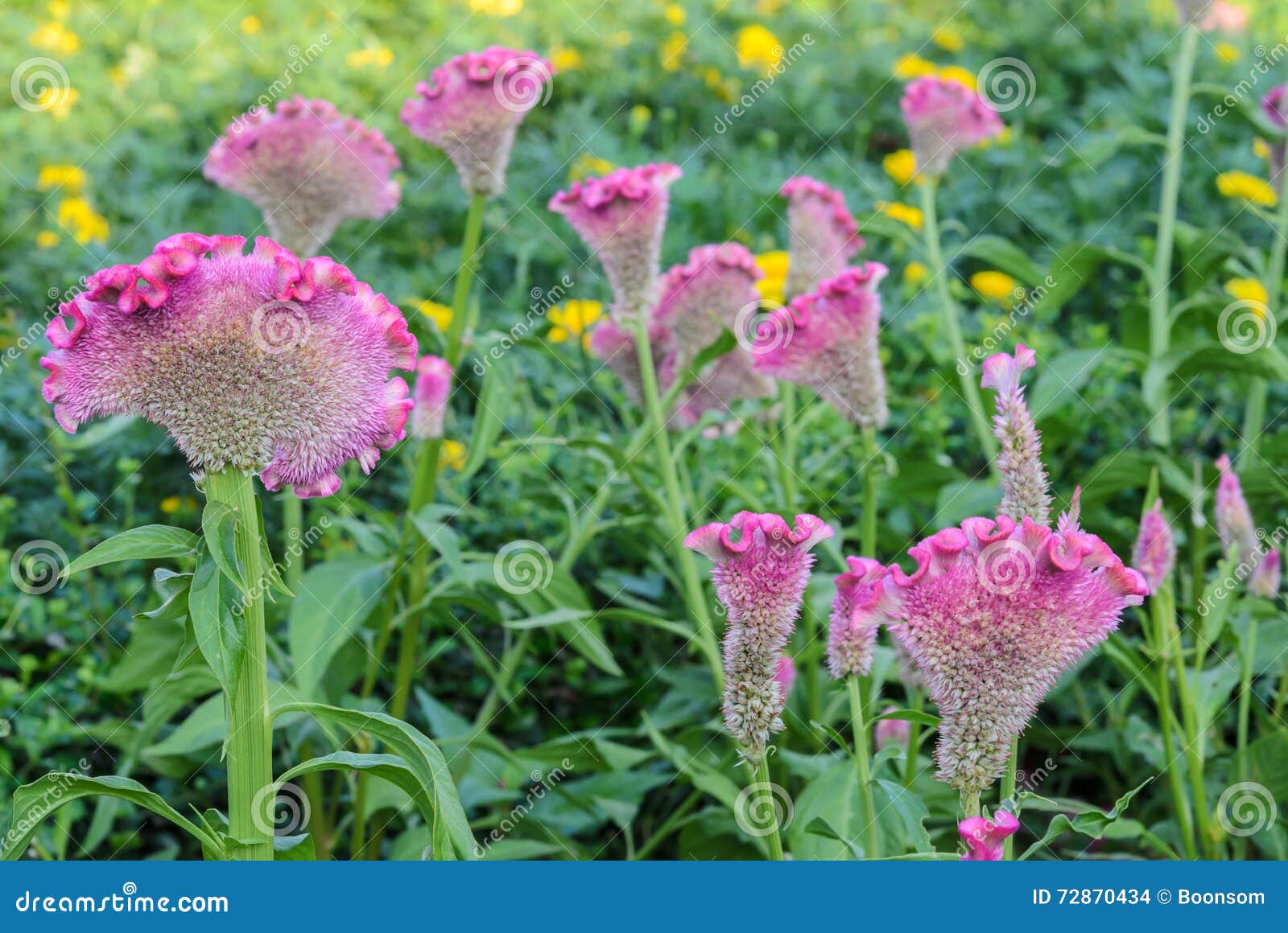 Pink Cockscomb Flower Garden Stock Photo - Image of pink, spring: 72870434
