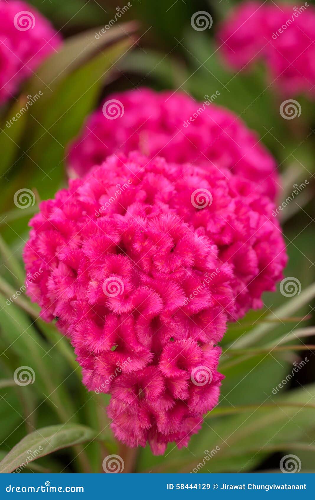 Pink cockscomb flower stock image. Image of background - 58444129