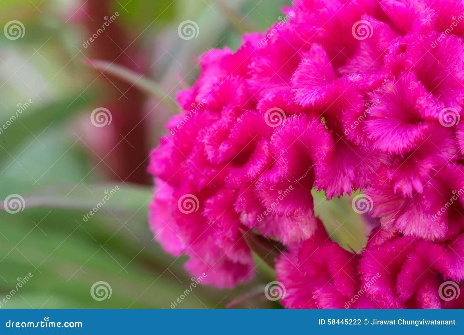 Pink cockscomb flower stock photo. Image of flower, close - 58445222