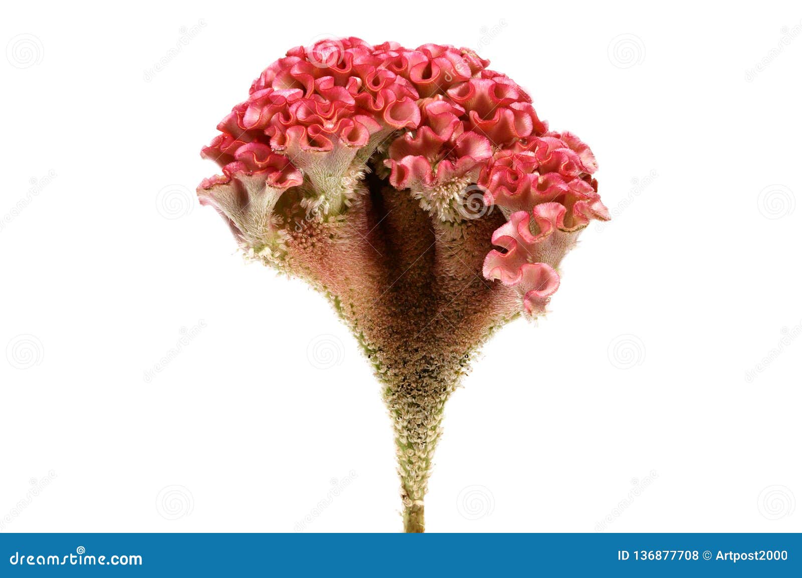 Pink Cockscomb Flower on White Background. Stock Photo - Image of ...