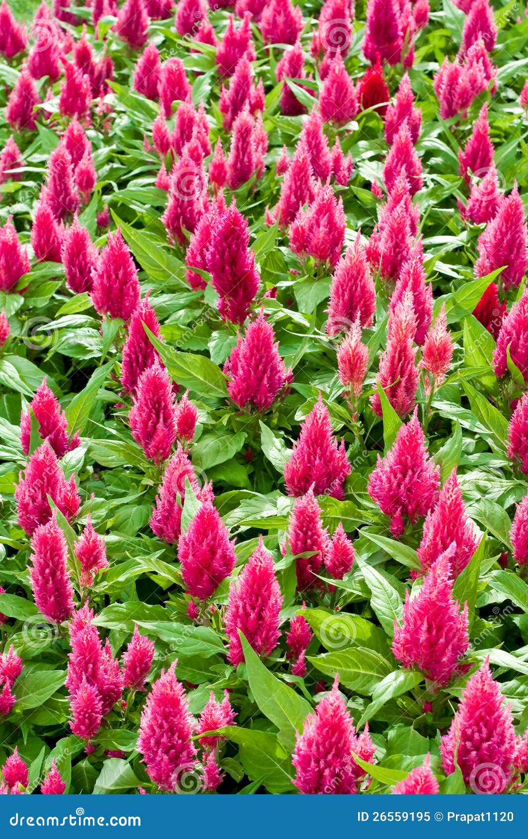 Pink cockscomb flowers stock image. Image of florist - 26559195