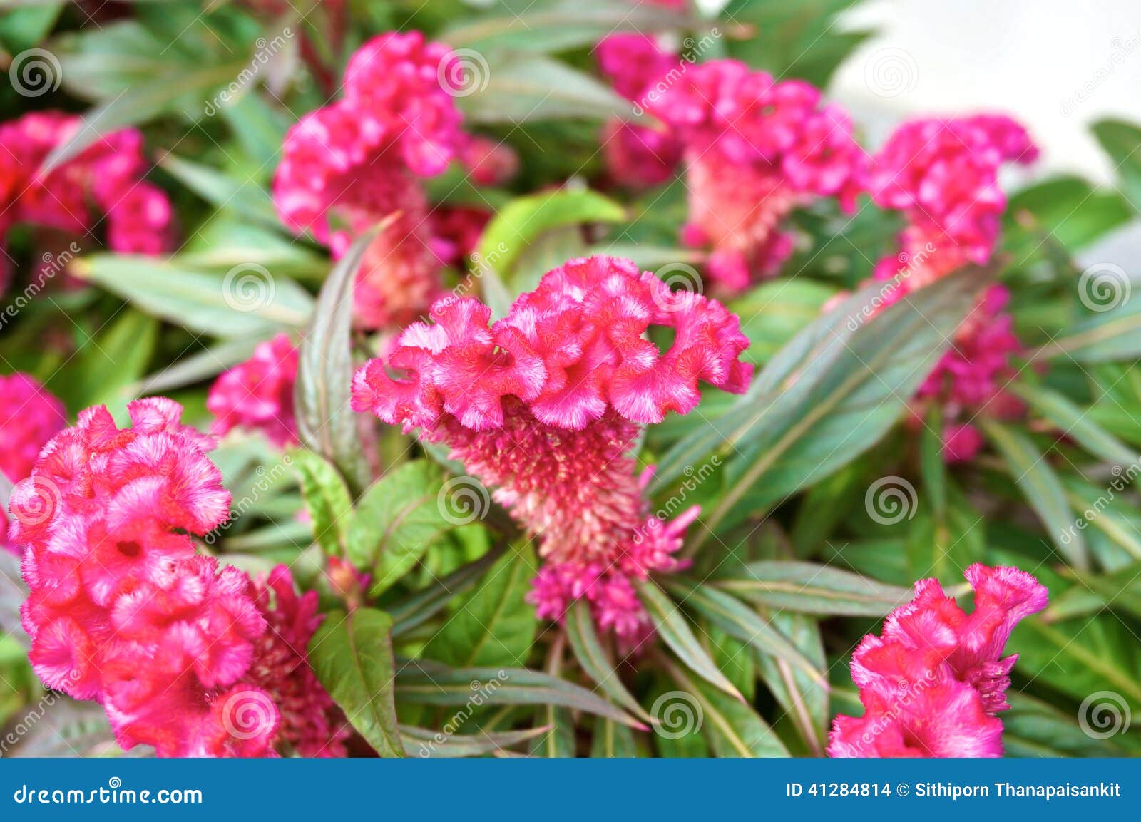 Pink cockscomb in garden stock photo. Image of plant - 41284814