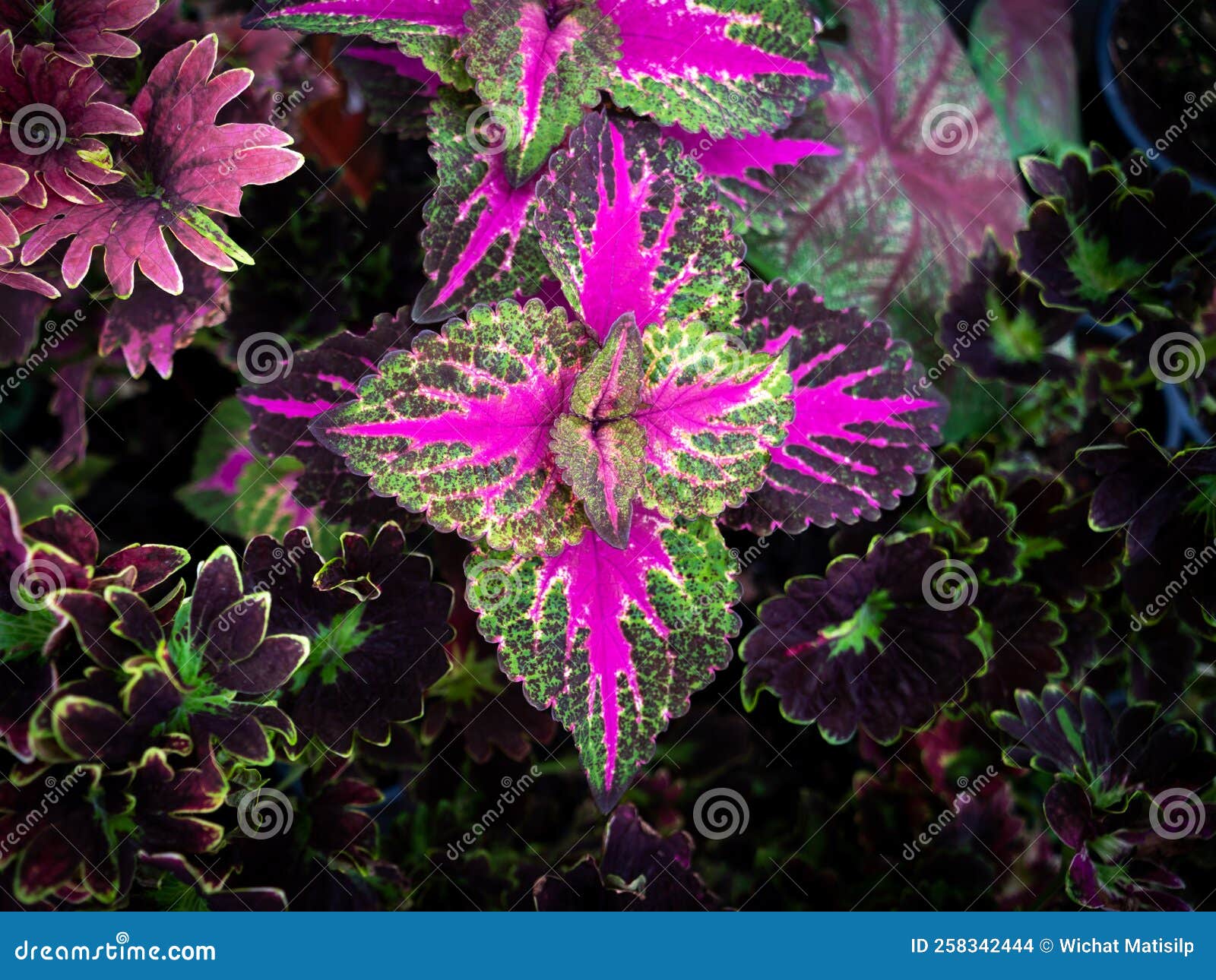 The Pink Coleus Growing stock photo. Image of line, colorful - 258342444