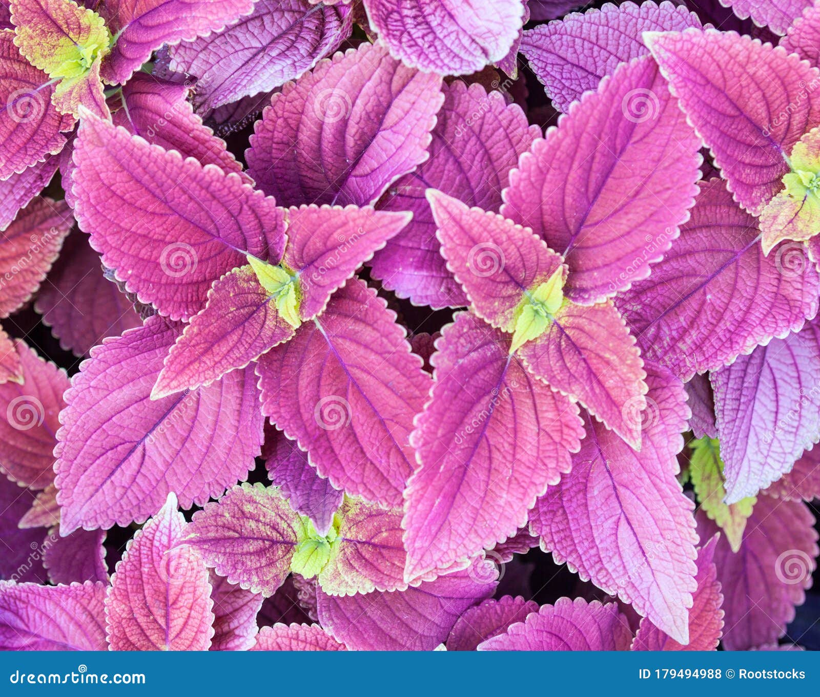 Pink coleus leaves stock photo. Image of flower, colored - 179494988