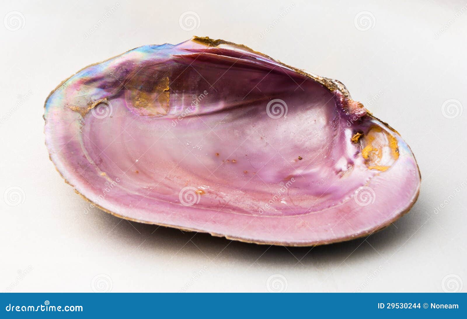 Pink Color of Abalone (Pao Hua Sea Shell) Stock Photo - Image of ...