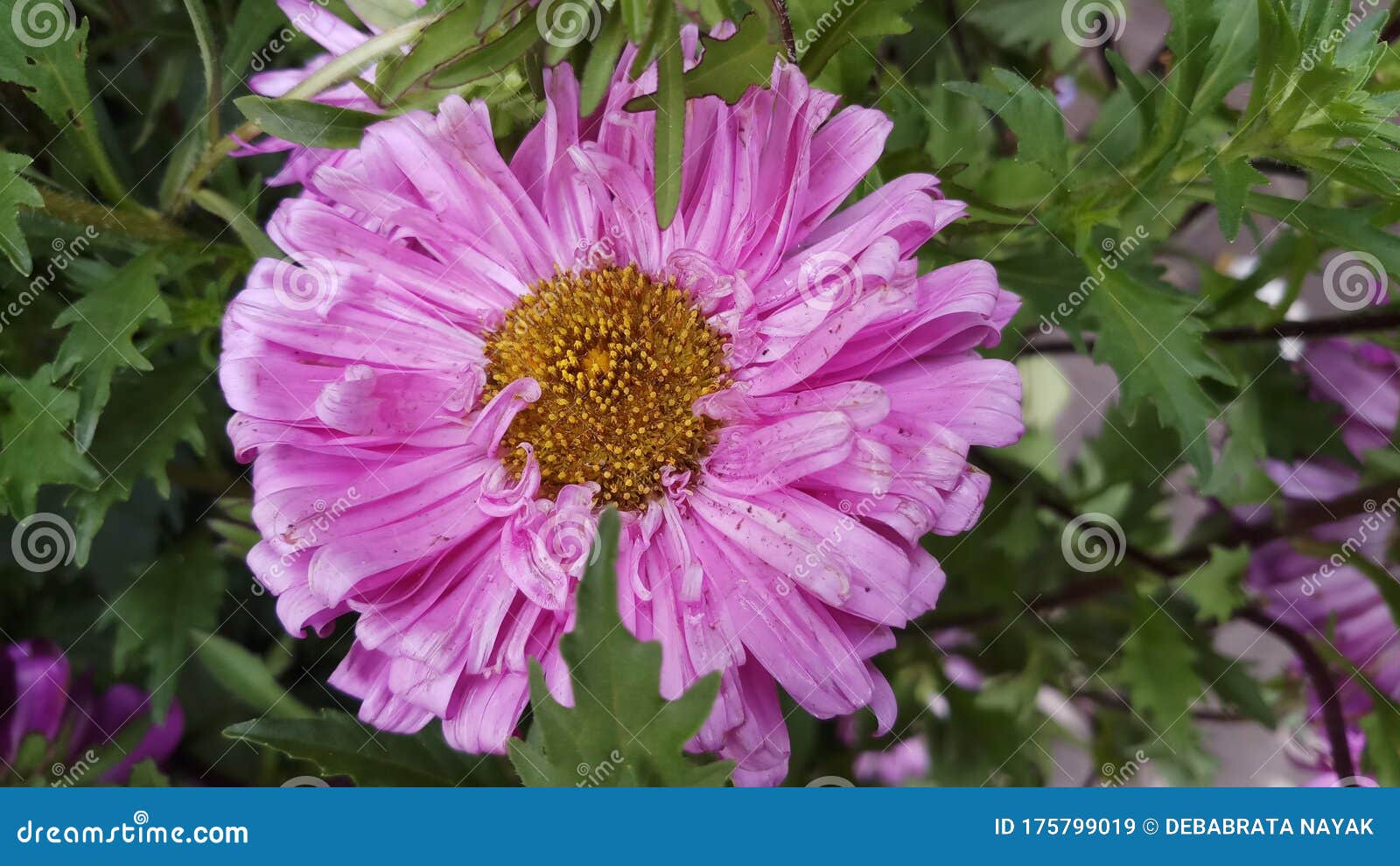 Pink color aster flower stock image. Image of nature - 175799019