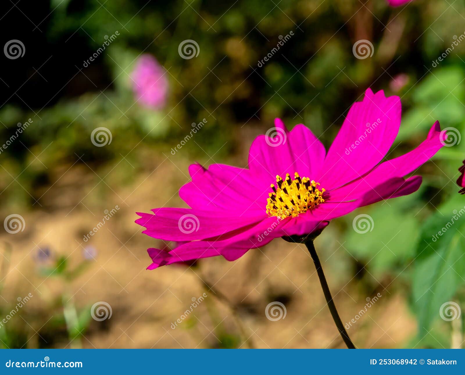 Pink Color Cosmos Flowers in the Flower Field Stock Photo - Image of ...