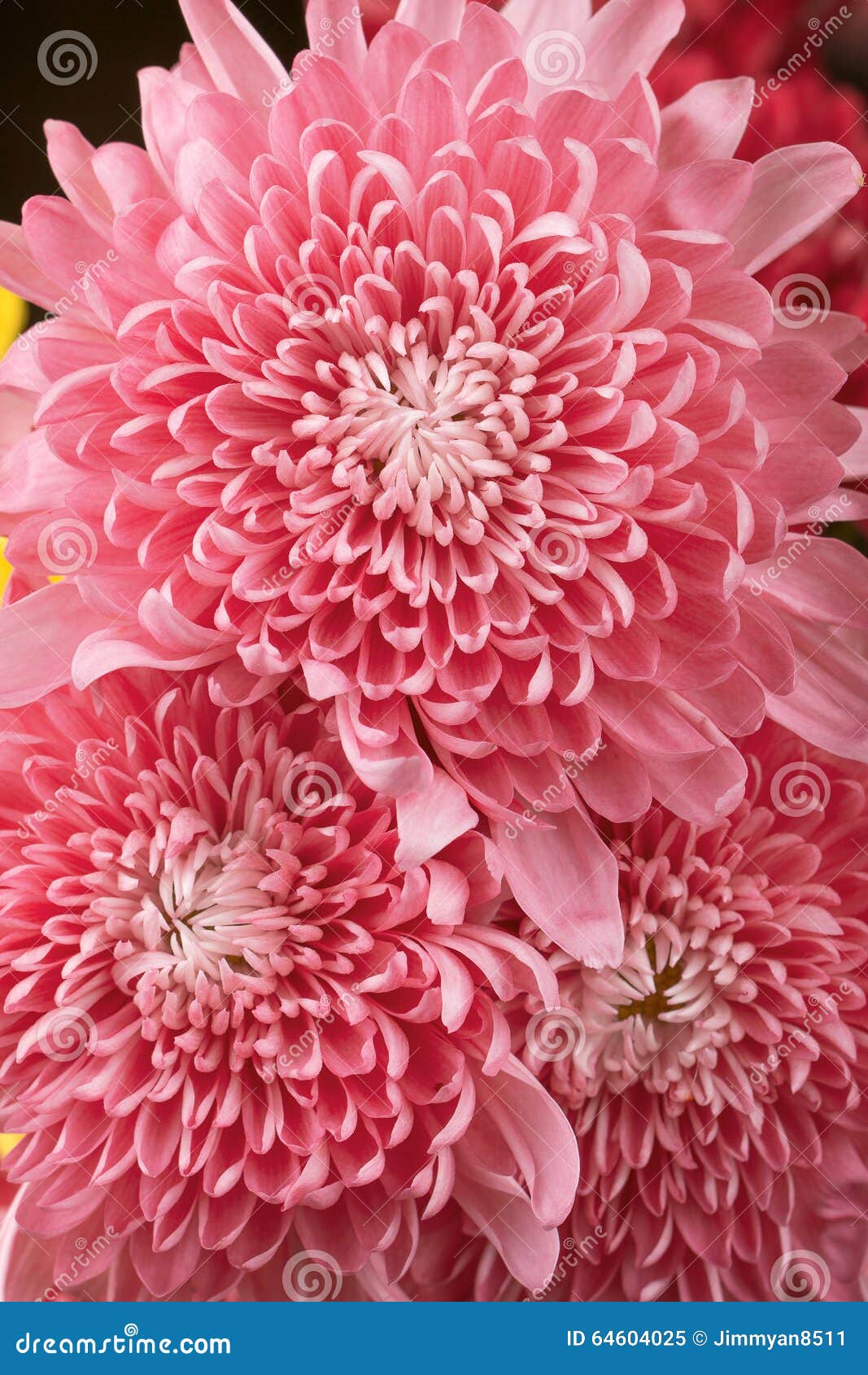 Pink color daisy stock image. Image of daisy, background - 64604025