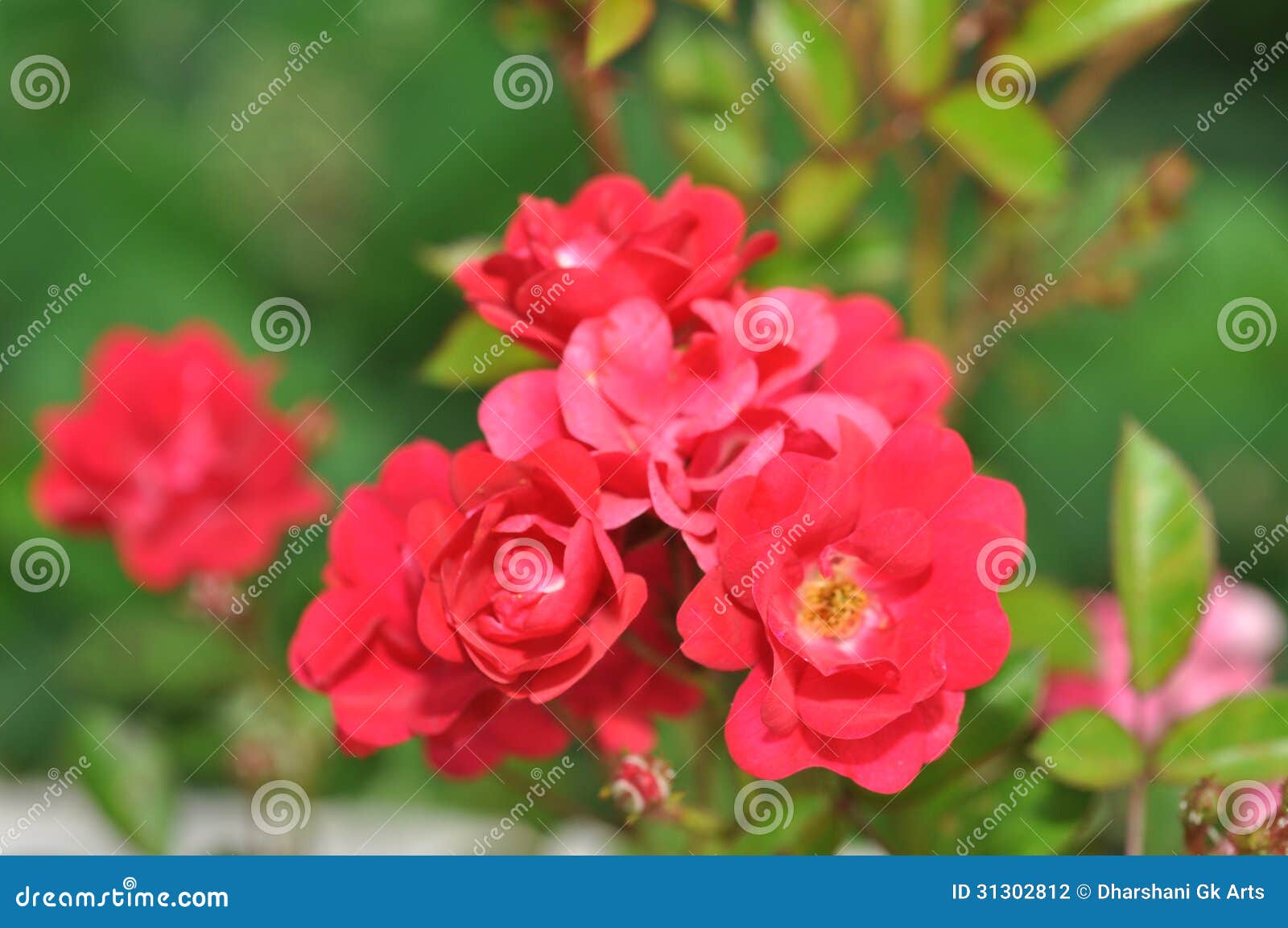 Pink color flower stock photo. Image of buds, nature - 31302812