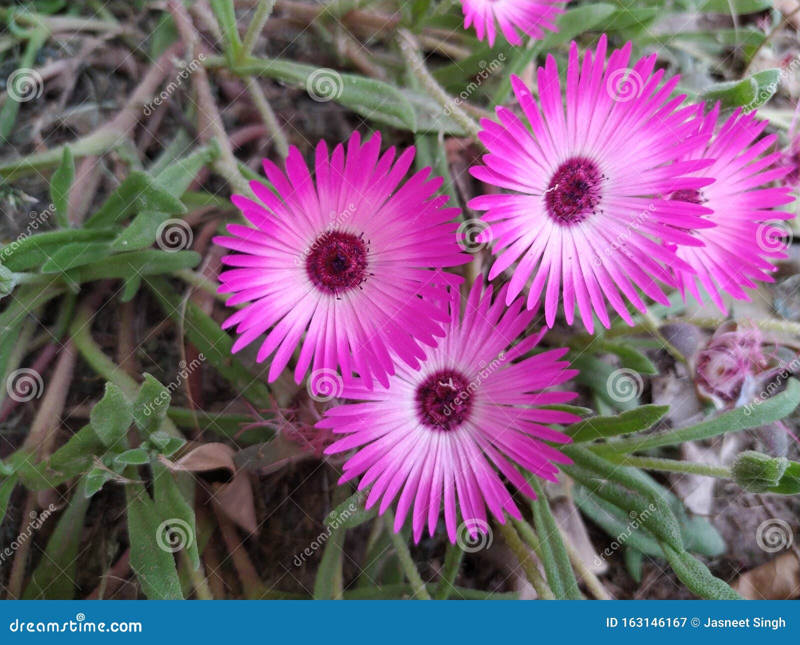 Pink Color Flower Named Livingstone Daisy Stock Image - Image of plant ...