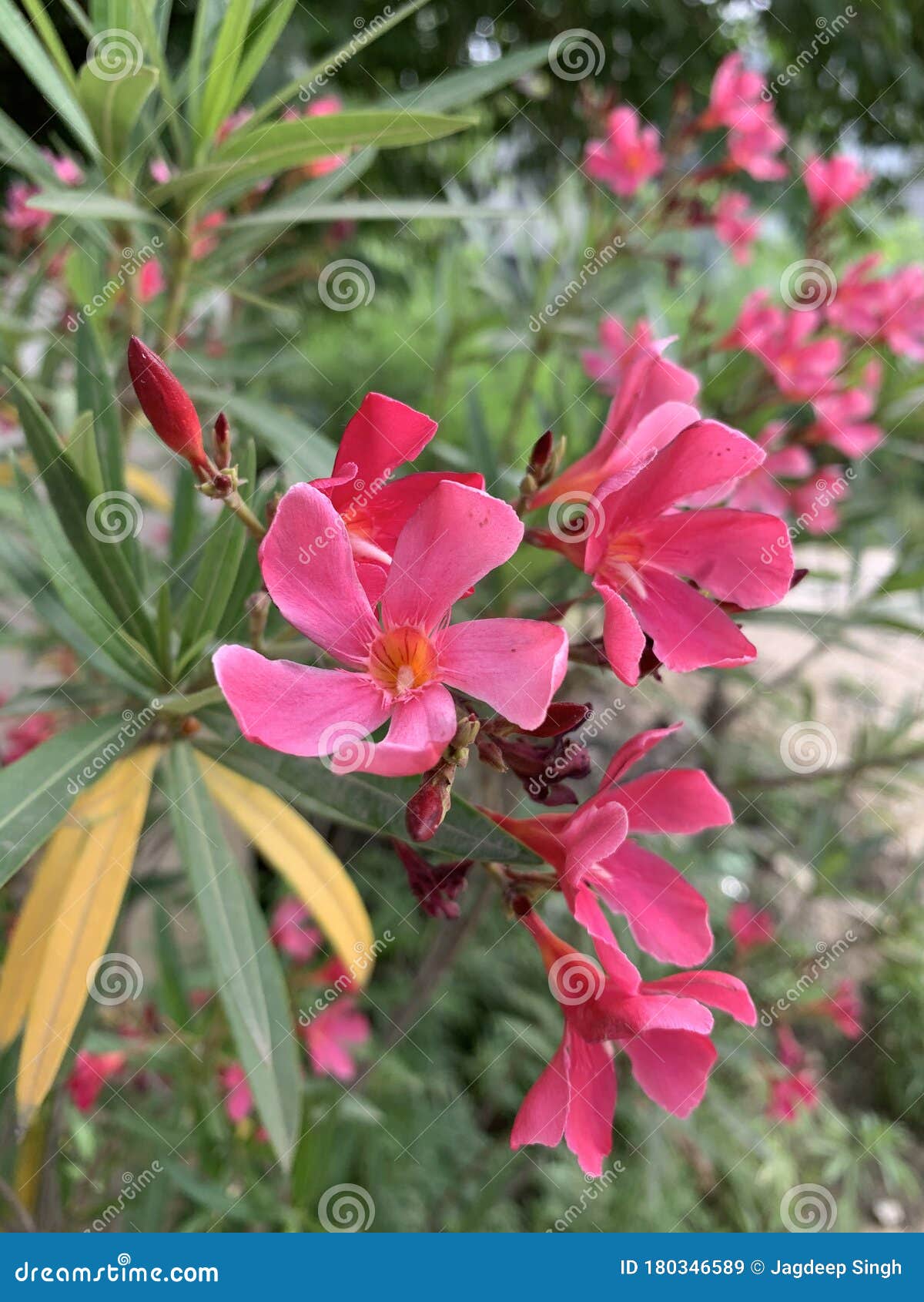 Pink Color Flowers are so Beautiful Stock Image - Image of fresh ...