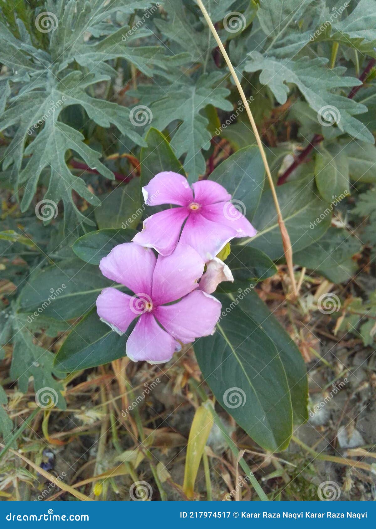 Two Beautiful Flowers of Pink Color. Stock Image - Image of flower ...