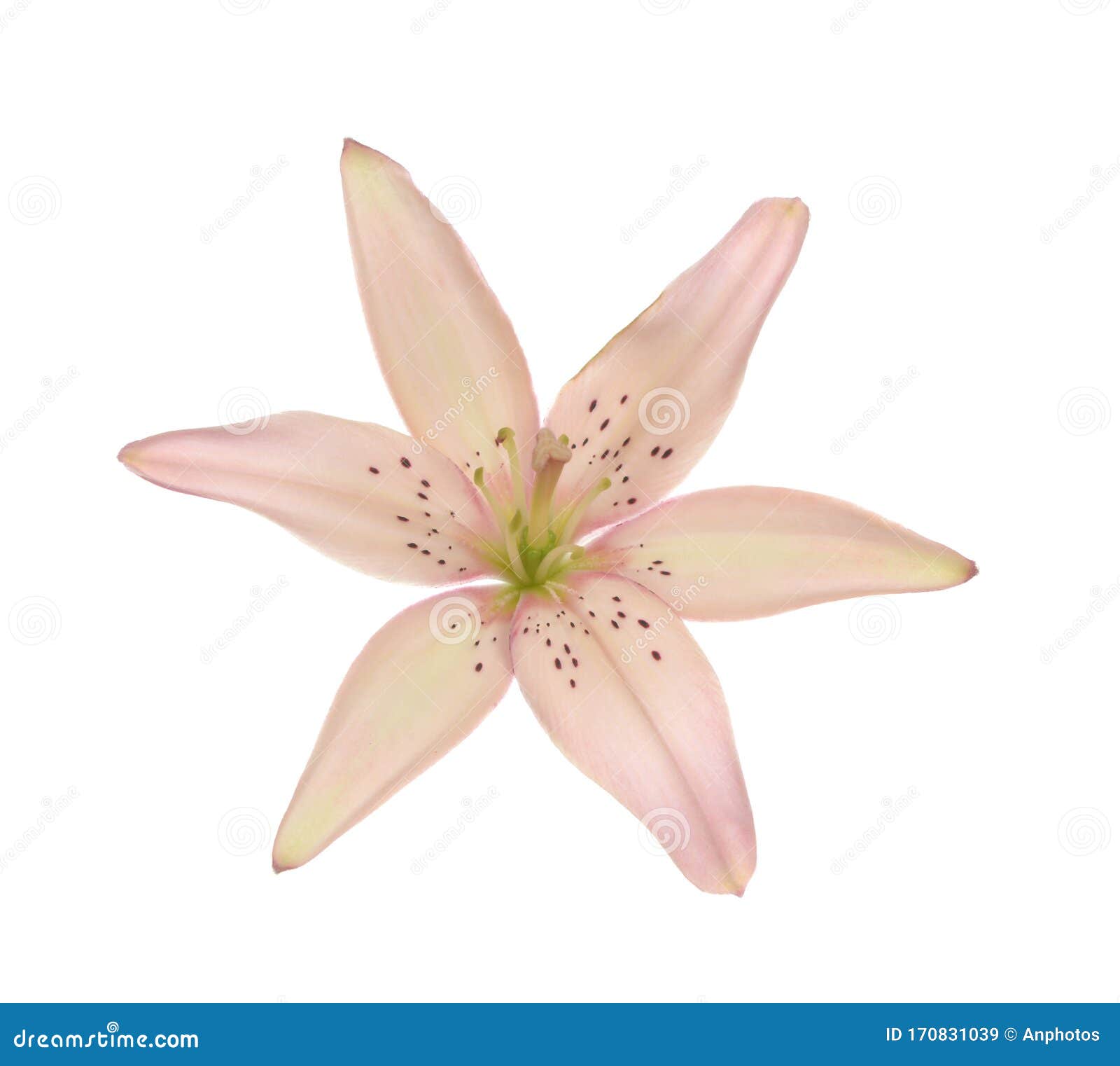 Pink color lily flower stock image. Image of pink, beauty - 170831039