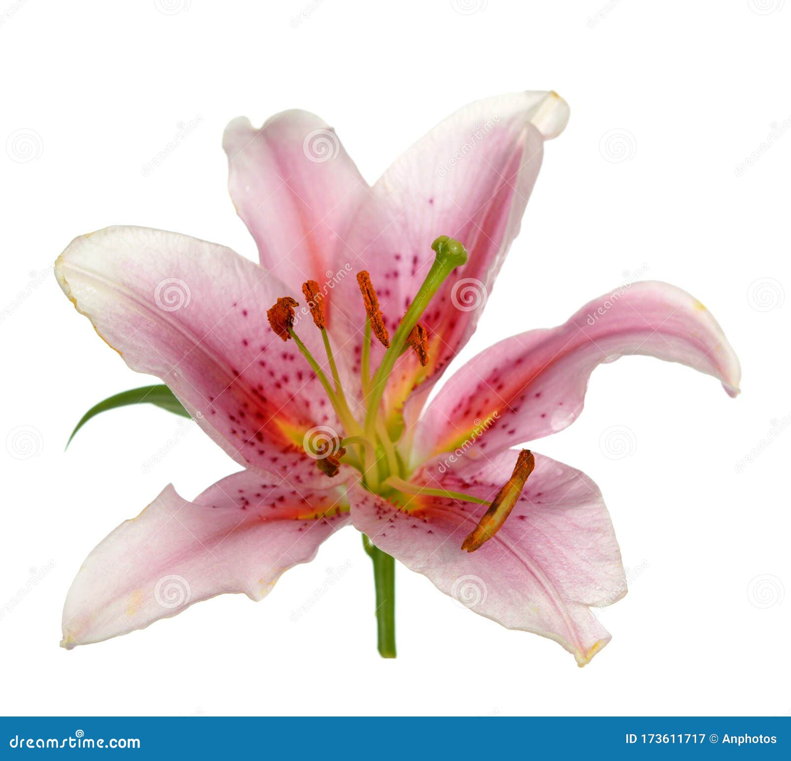 Pink color lily stock image. Image of elegance, lilium - 173611717
