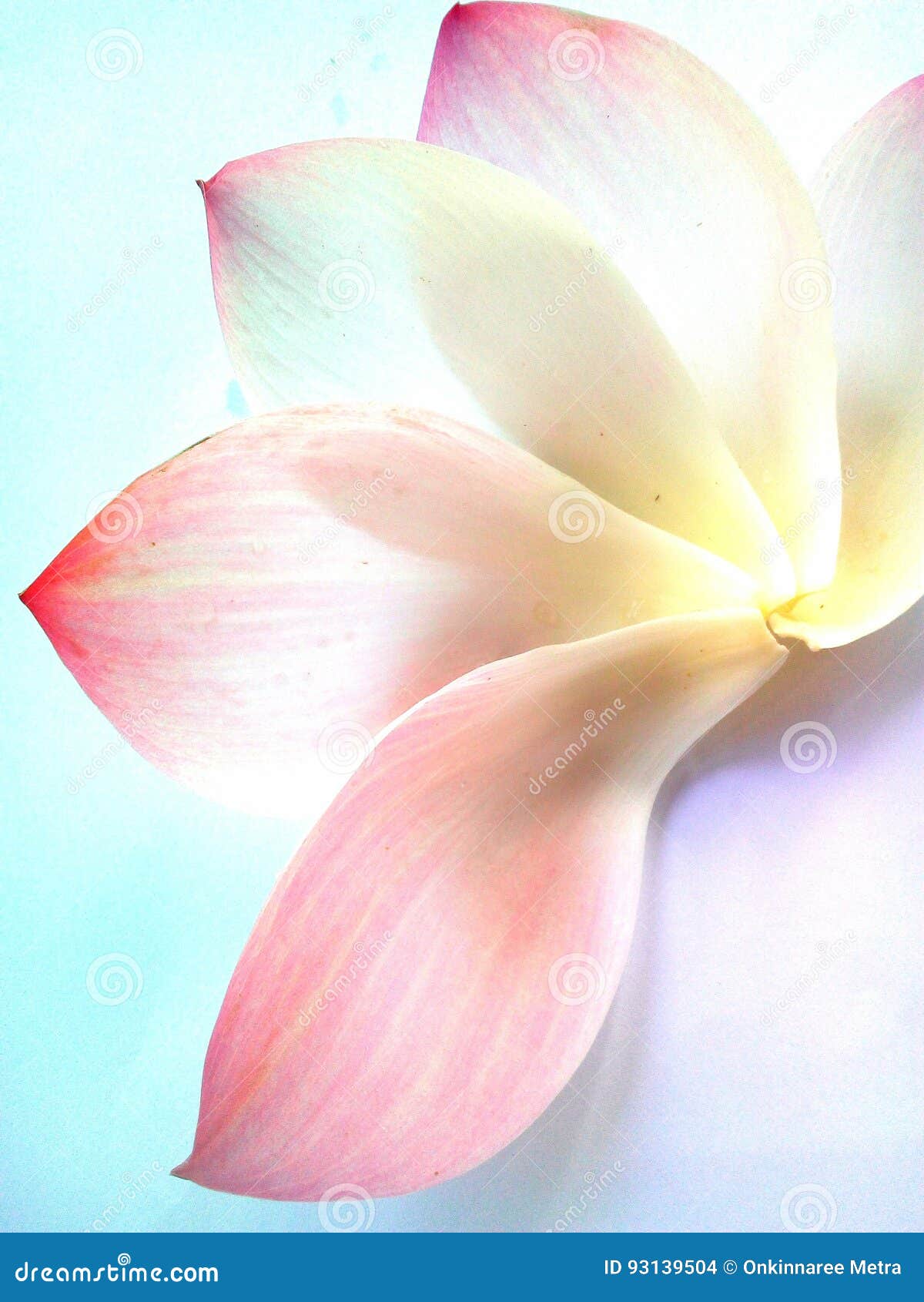 Pink color @ lotus stock photo. Image of pink, lotus - 93139504