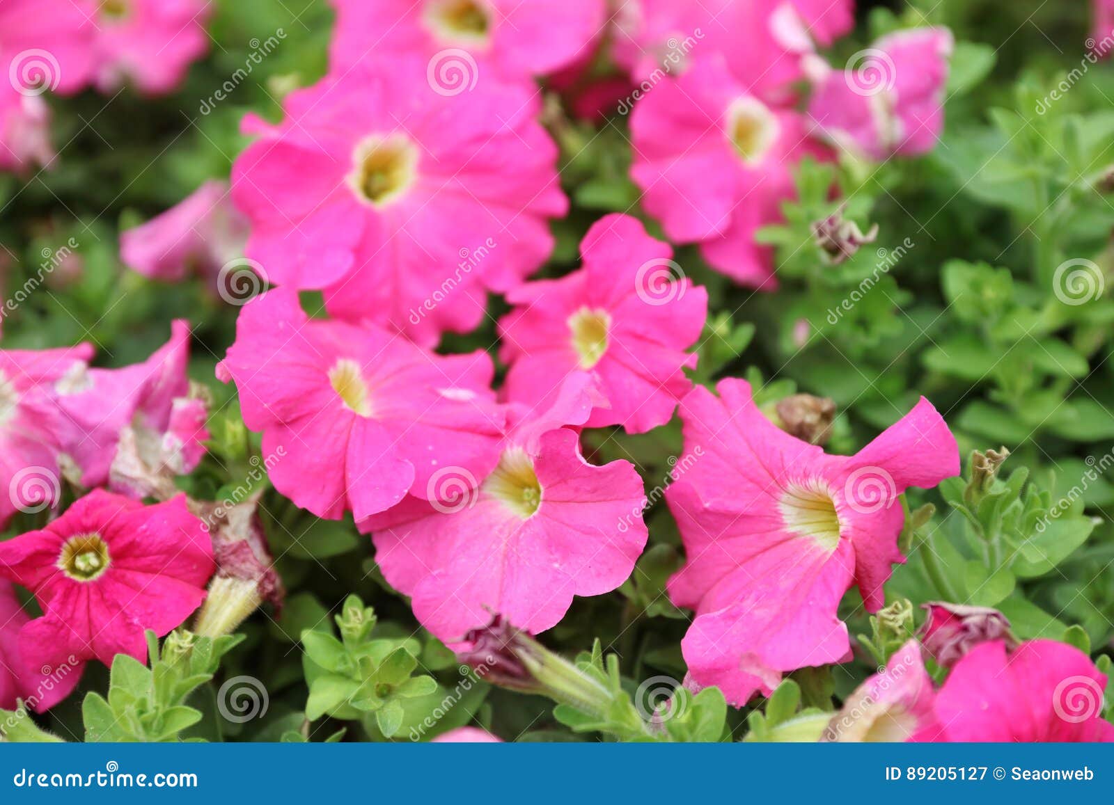 Pink Color Orning Glory at Garden 2017 Stock Image - Image of glory ...