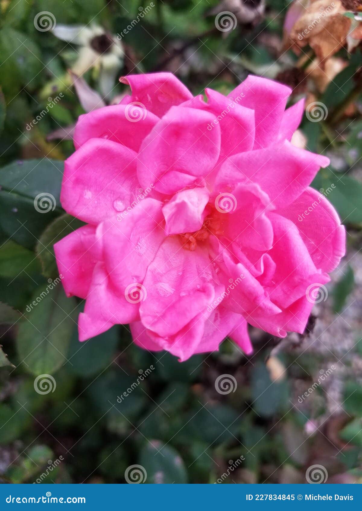 Pink is the Color of Passion Stock Image - Image of plant, passion ...