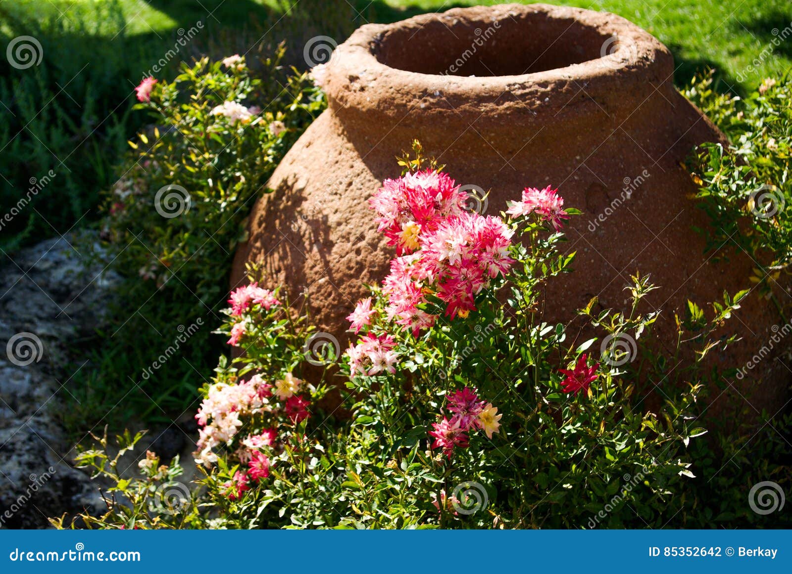 Pink Color Roses by the Side of a Large Pottery Stock Photo - Image of ...
