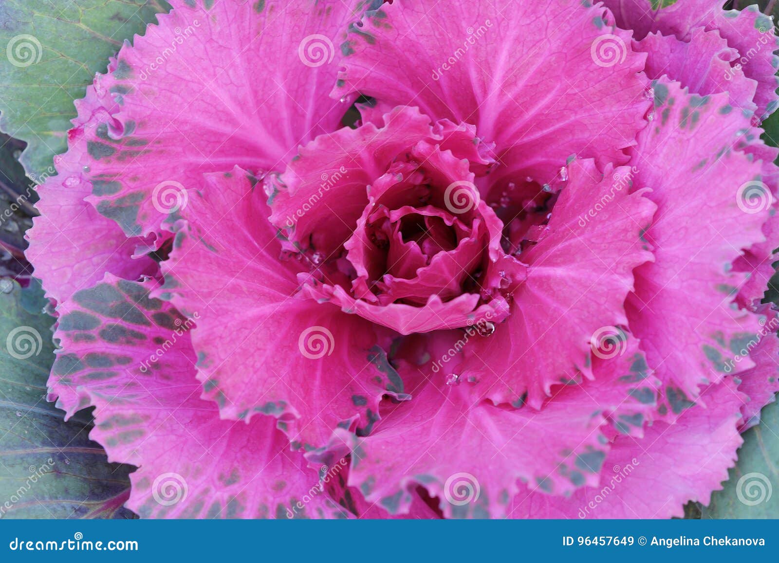 Pink Colored Decorative Cabbage in the Garden Stock Image - Image of ...