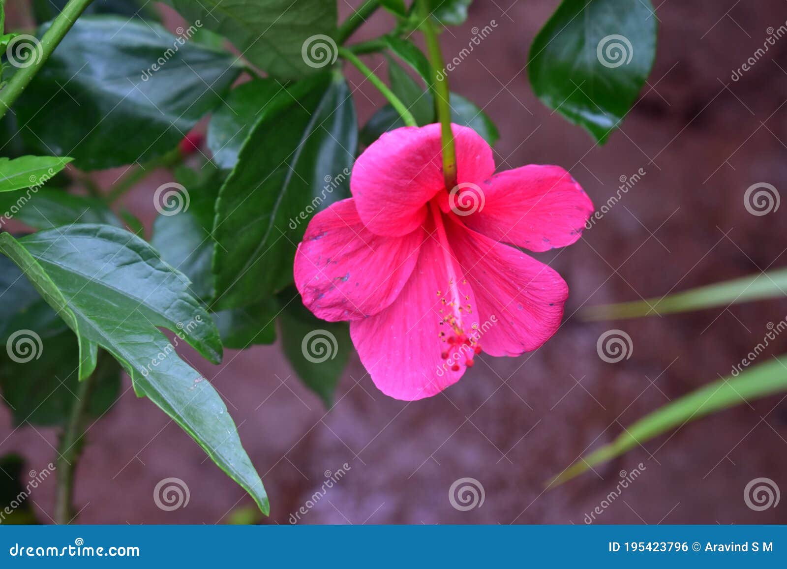 A Pink Colored Five Petal Flower Stock Photo - Image of horizon, rural ...