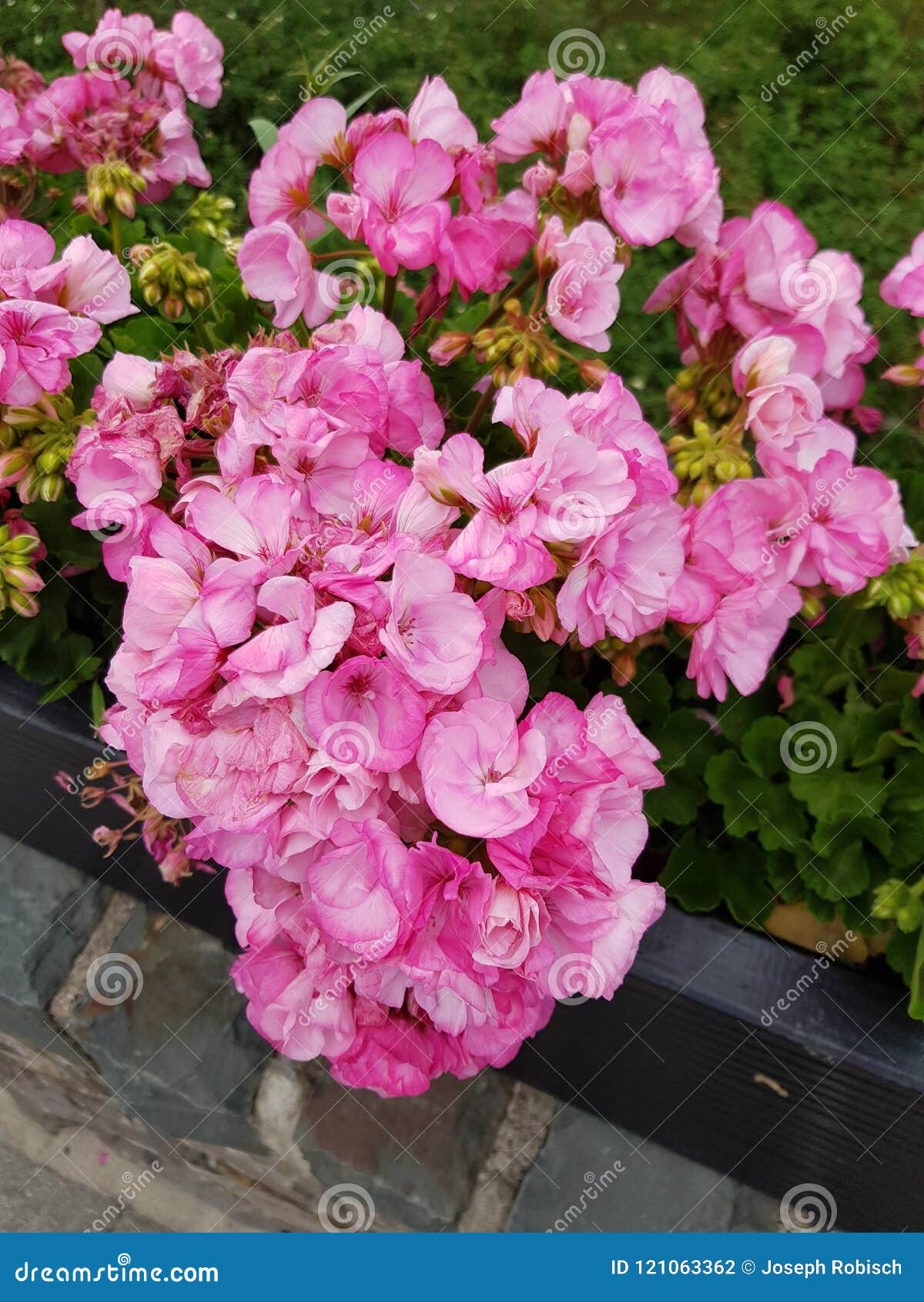 Rosa blumen stock photo. Image of pink, blumen, colored - 121063362