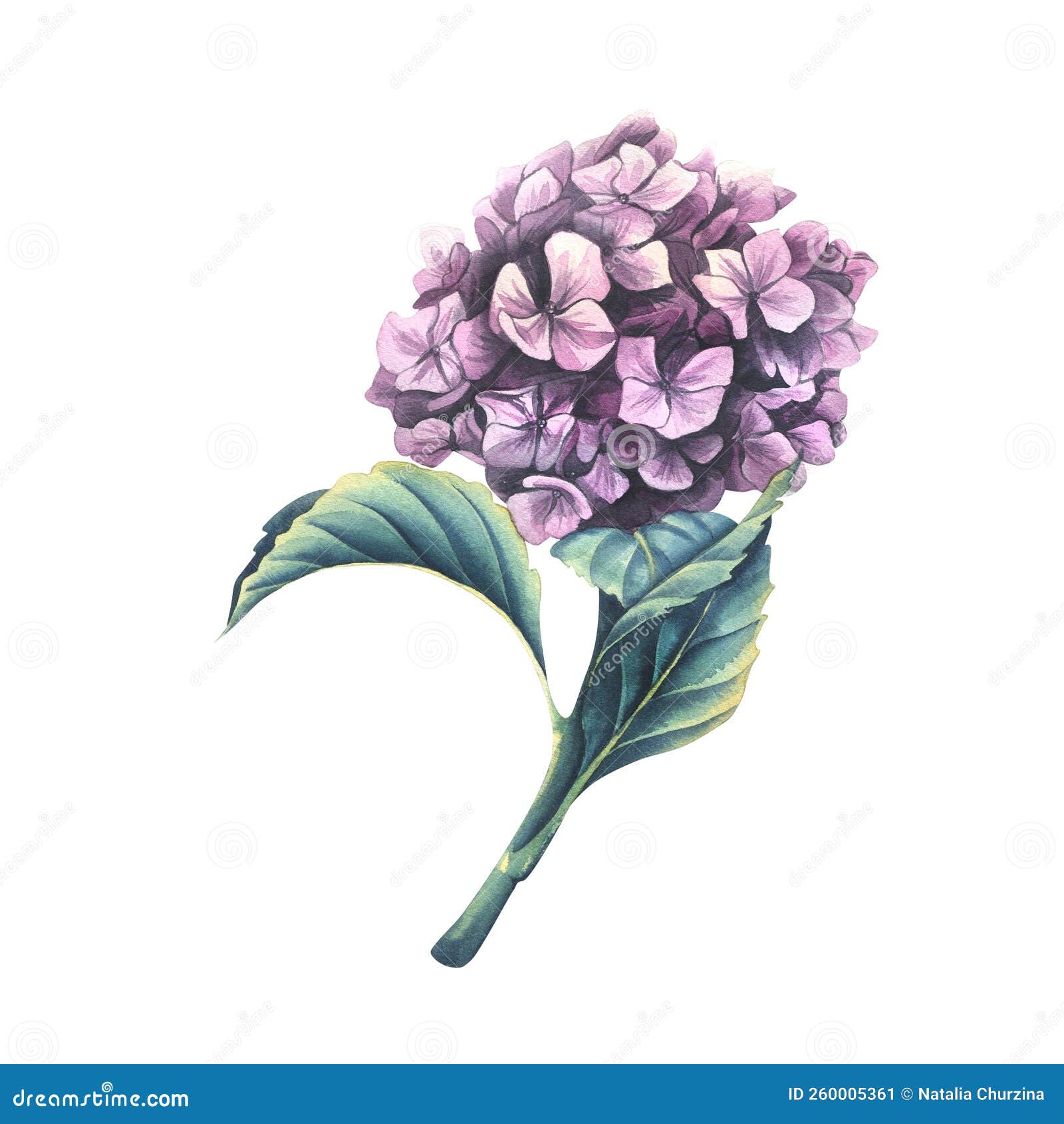 A Pink Colored Hydrangea Flower With A Stem And Leaves Watercolor