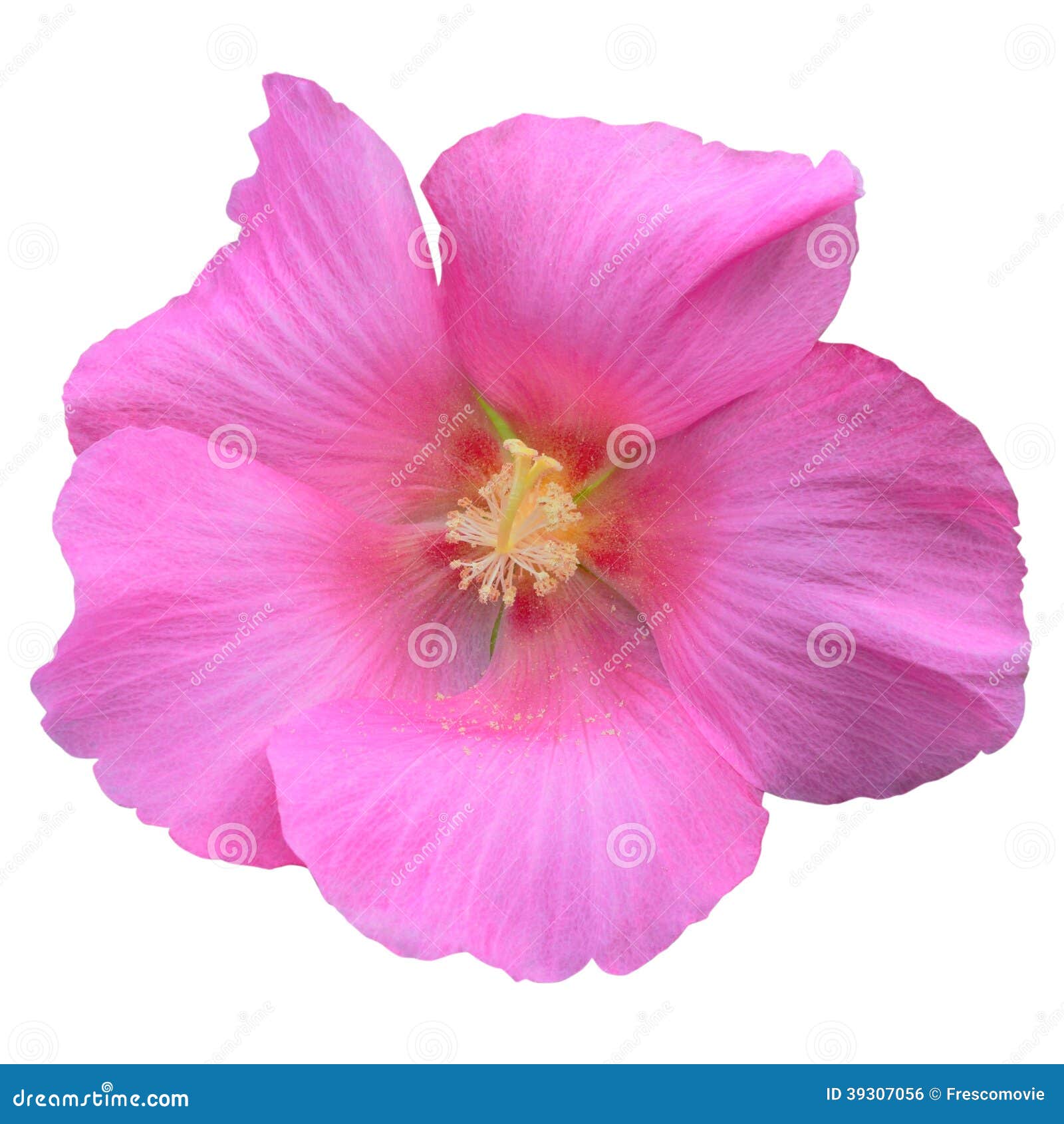 Pink Colored Mallow. stock photo. Image of garden, natural - 39307056