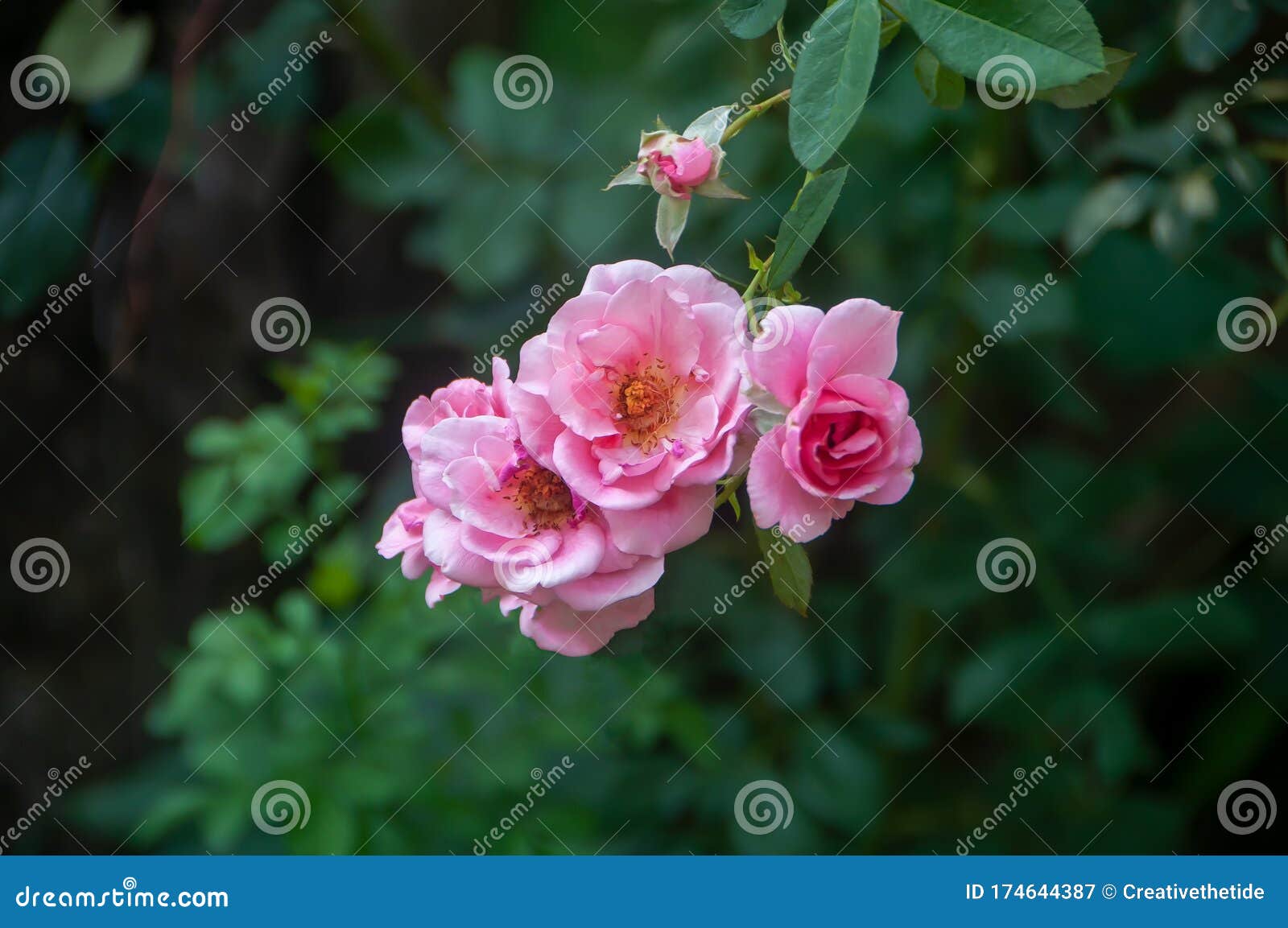 Pink Colored Rambler Roses in Full Bloom in Spring Stock Image - Image ...