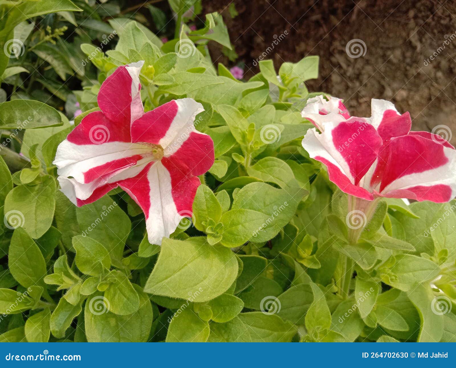 Pink Colored Surfinia Flower on Tree Stock Photo - Image of petunias ...