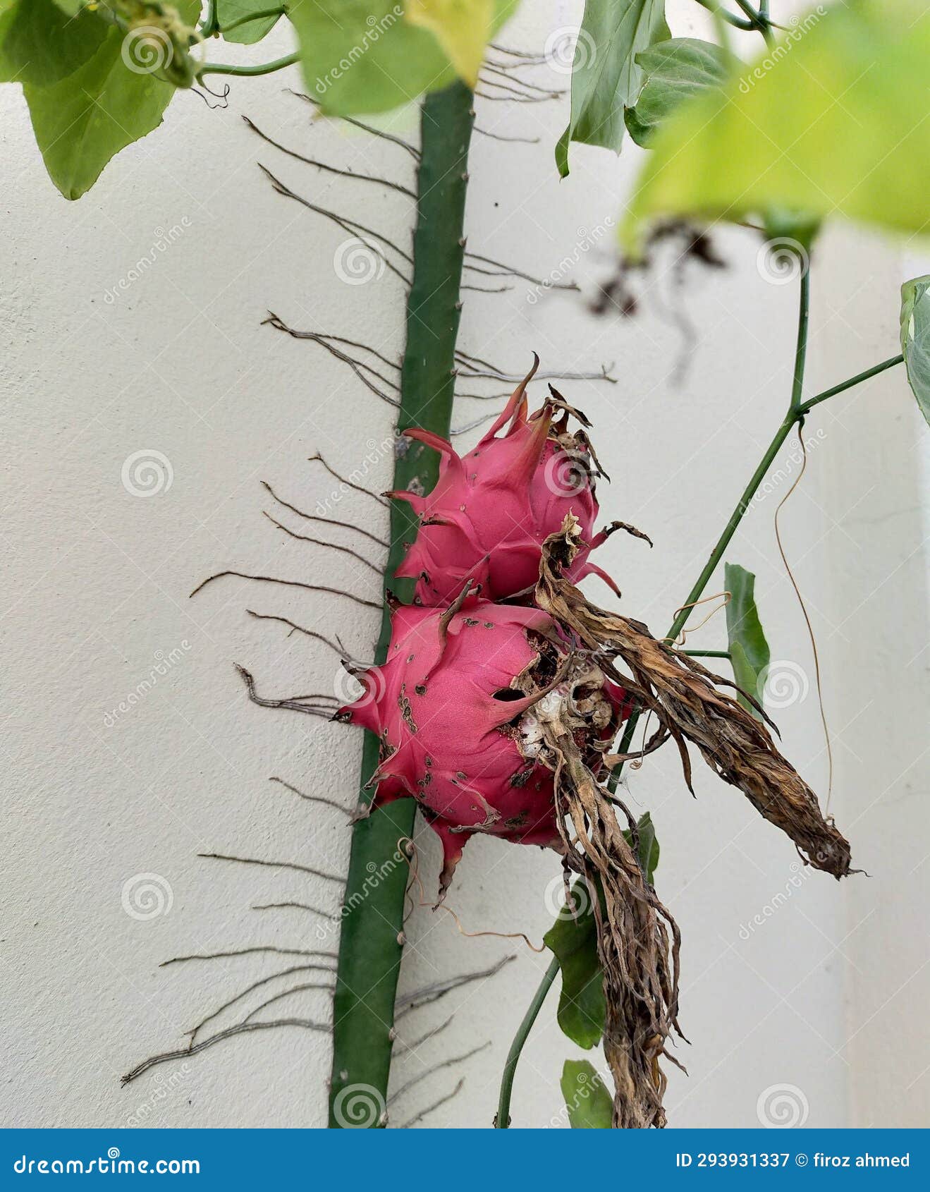 Pink Colour Dragon Fruit on the Dragon Tree Stock Image - Image of ...