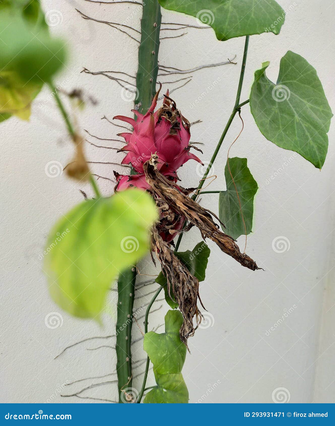 Pink Colour Dragon Fruit on the Dragon Tree Stock Image - Image of pink ...