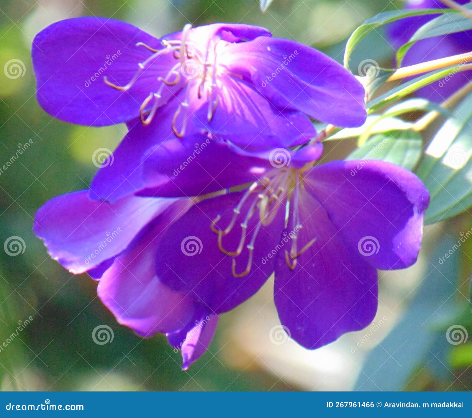 Pink colour flowers stock photo. Image of violet, flowers - 267961466