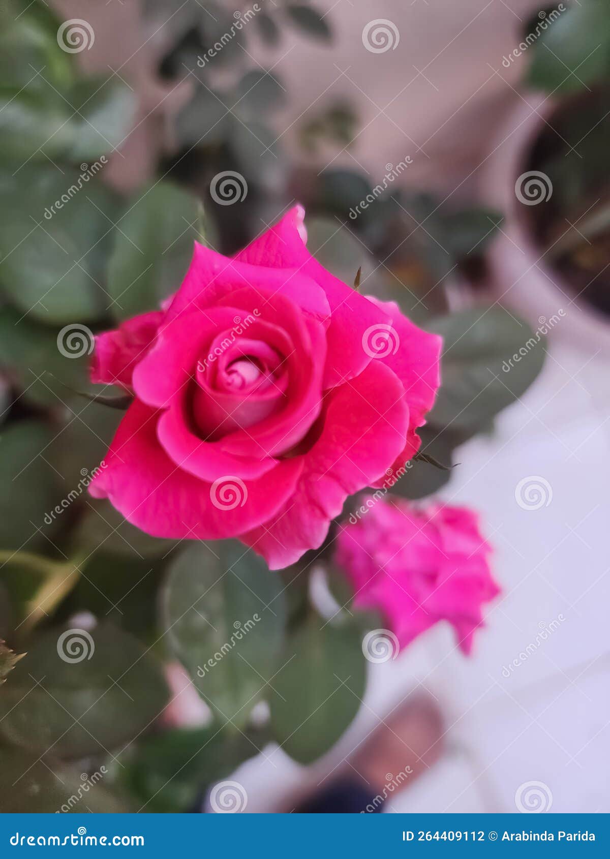 Pink colour rose stock photo. Image of pink, colour - 264409112