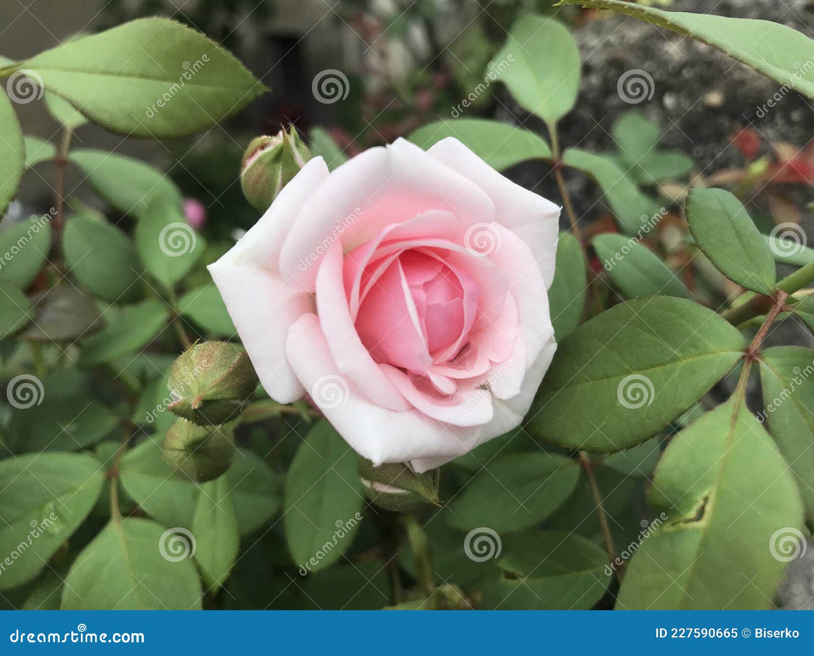 Pink colour rose stock image. Image of colour, botanic - 227590665
