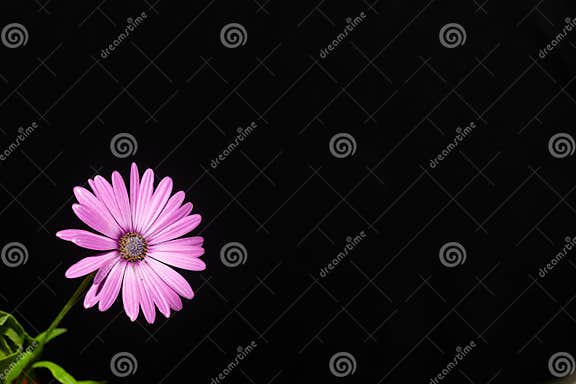 Pink Coloured Daisy on Black Background. Blank Writing Space, Suitable ...