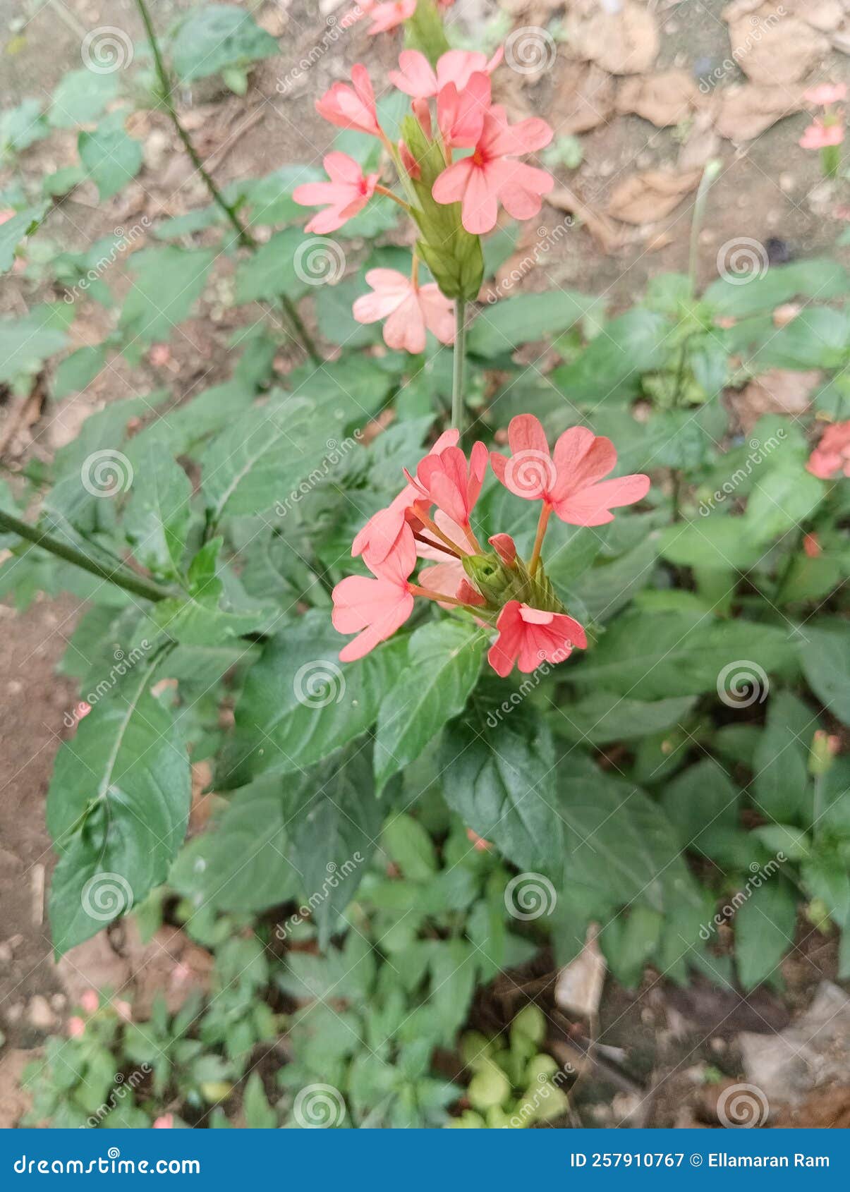 Pink Coloured Firecracker Flower or Tropical Frame Flower Stock Image ...