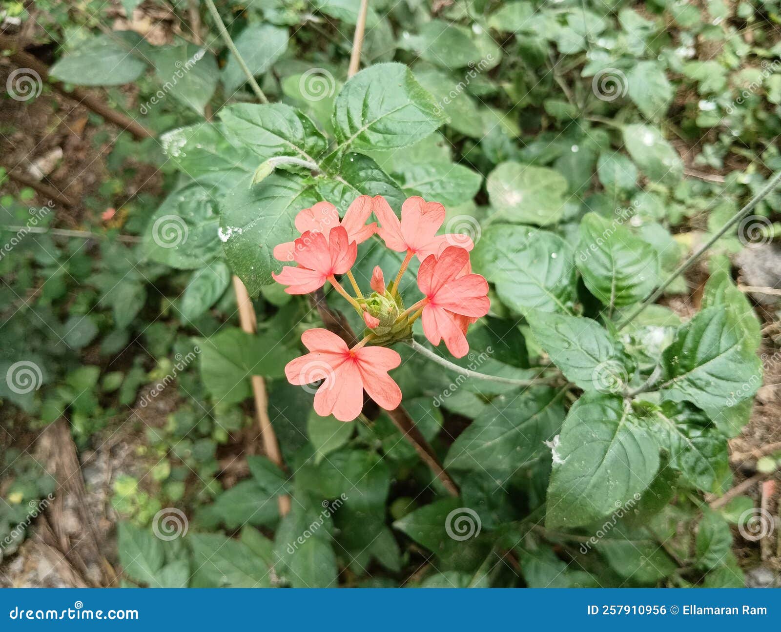Pink Coloured Firecracker Flower or Tropical Frame Flower Stock Photo ...