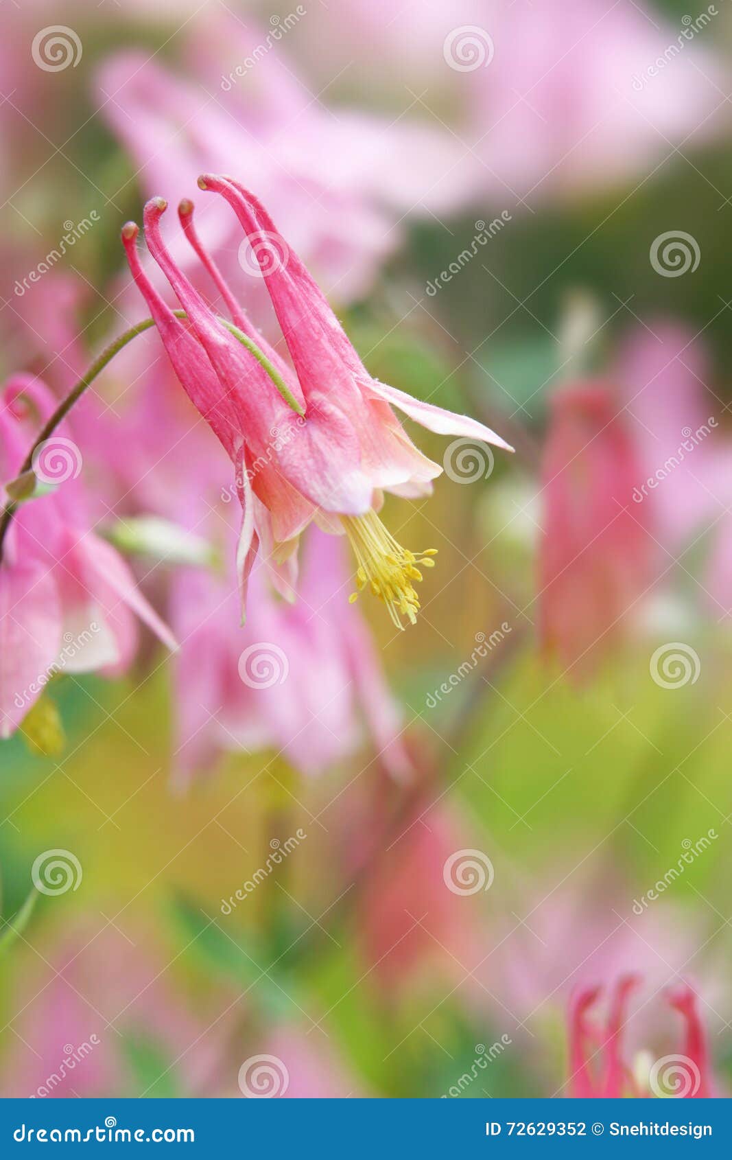 Pink Columbine flower stock photo. Image of native, rocky - 72629352