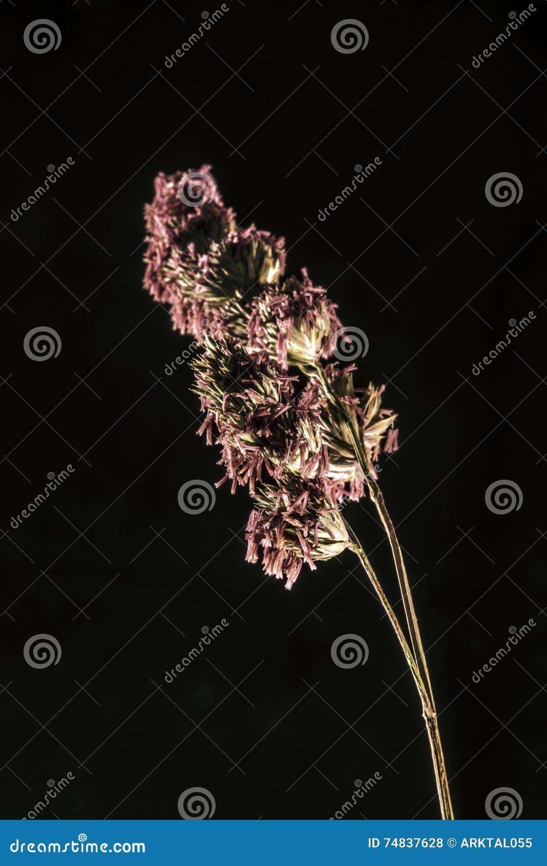 Pink Compound Flower Studio Closeup Stock Photo - Image of liveliness ...