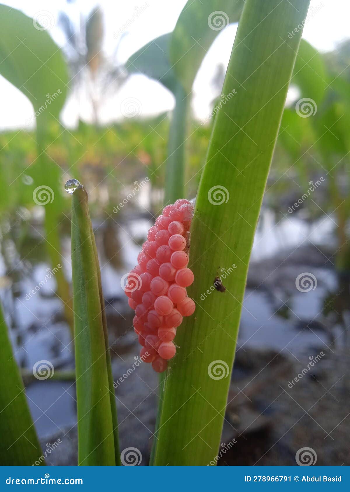Pink Conch Egg in the Branch of Grass Stock Image - Image of grass ...