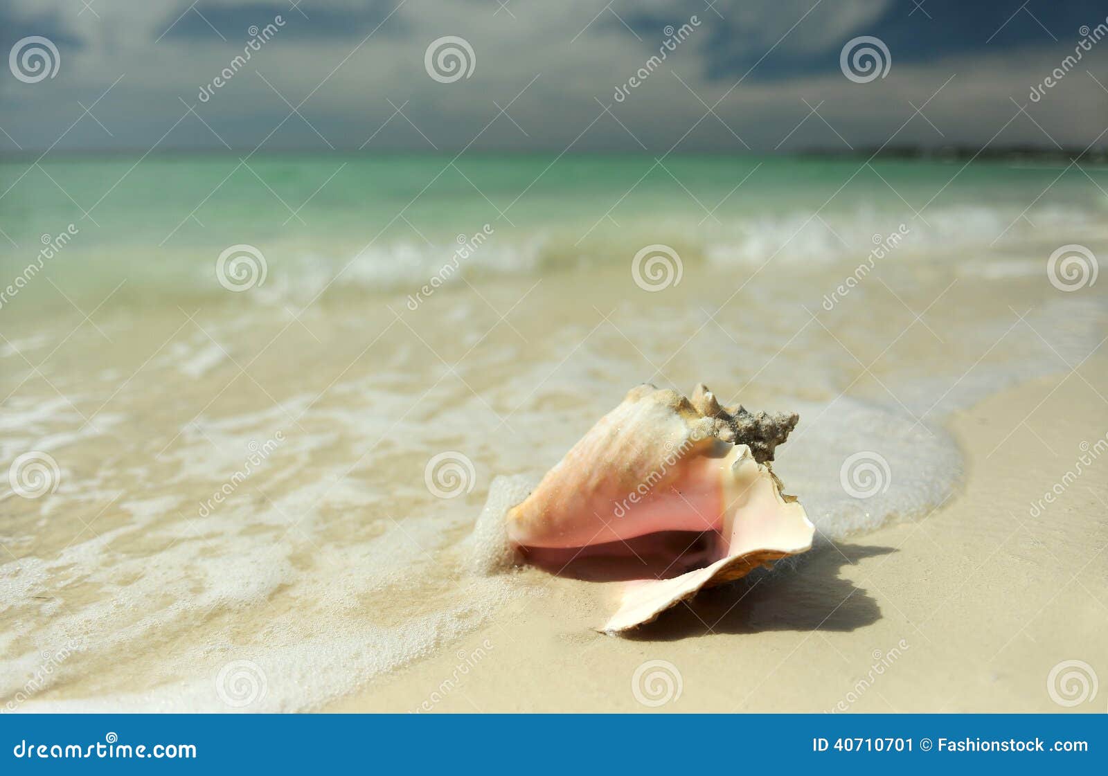 Pink conch seashell stock image. Image of pretty, marine - 40710701