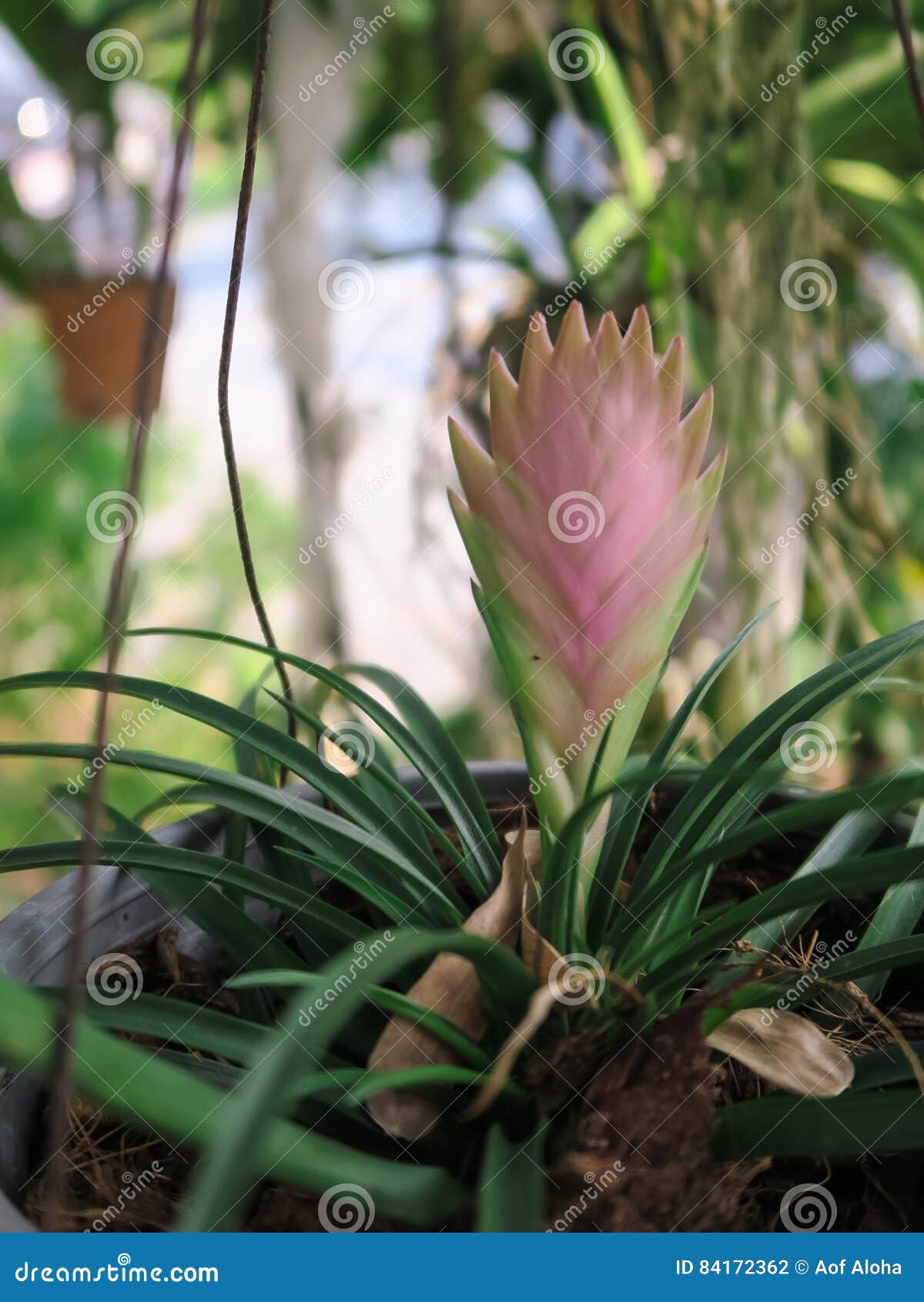 Pink Cone Ginger flower stock photo. Image of green, freshness - 84172362