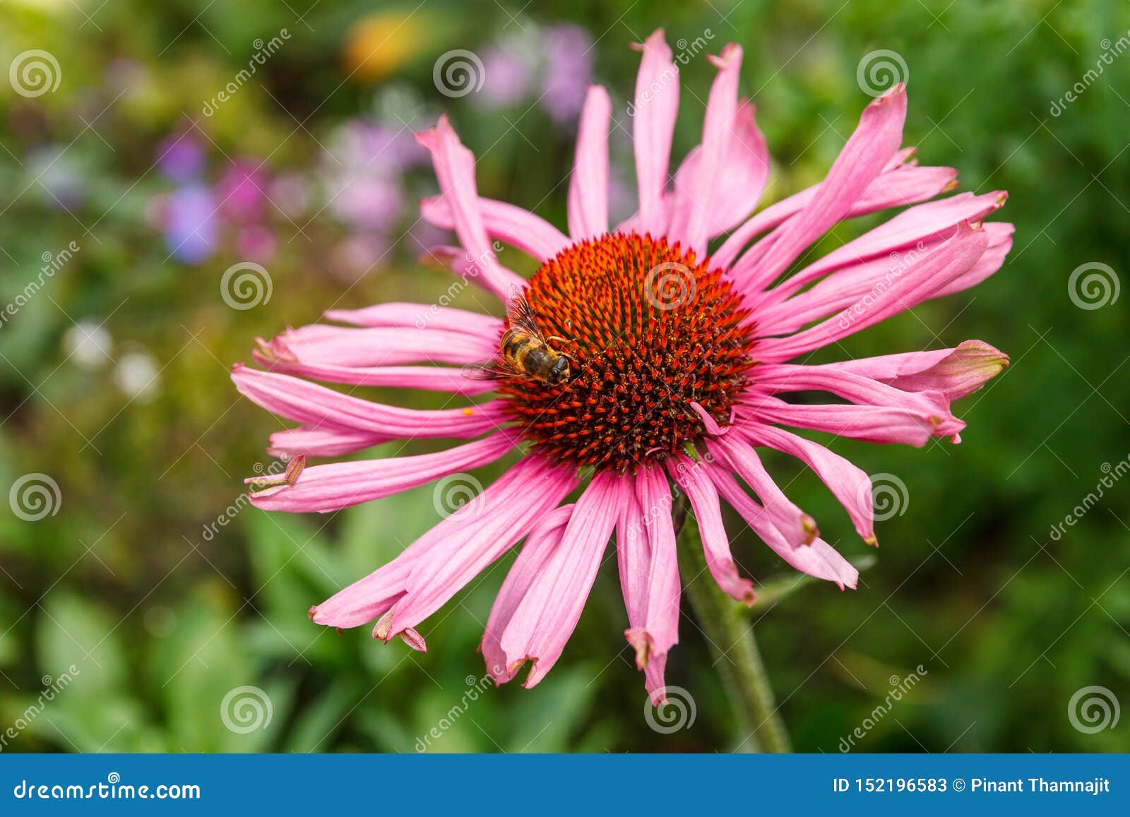 Pink Coneflower and leaf stock image. Image of background - 152196583