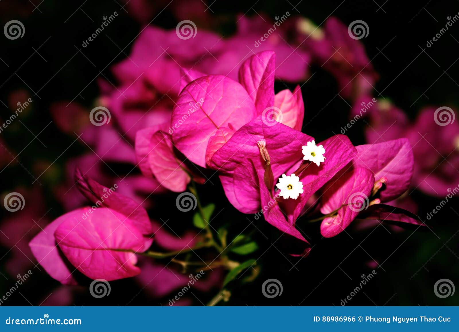 PINK CONFETTI stock photo. Image of garden, pink, confetti - 88986966