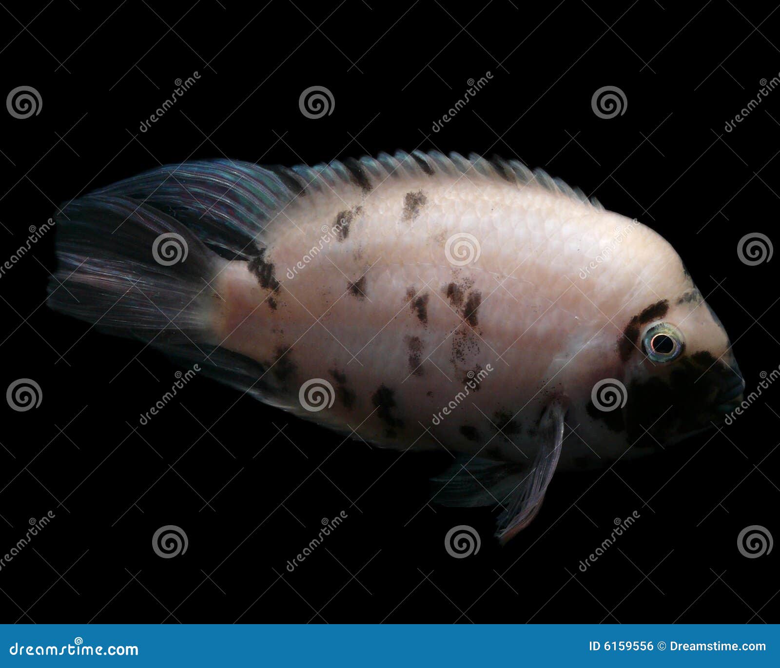 Pink Convict Cichlid on Black Stock Photo - Image of pink, archocentrus ...