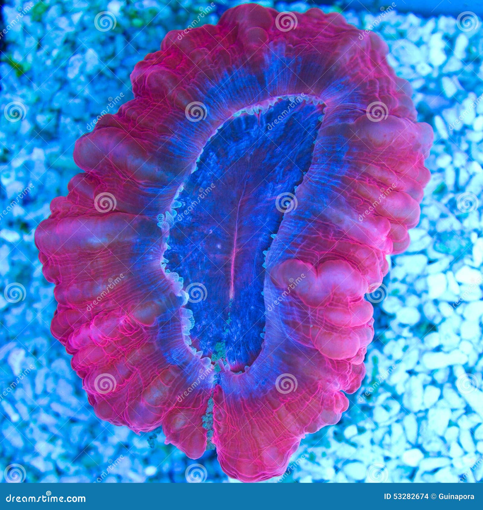 Pink Button Coral Coral stock photo. Image of aquarium - 53282674
